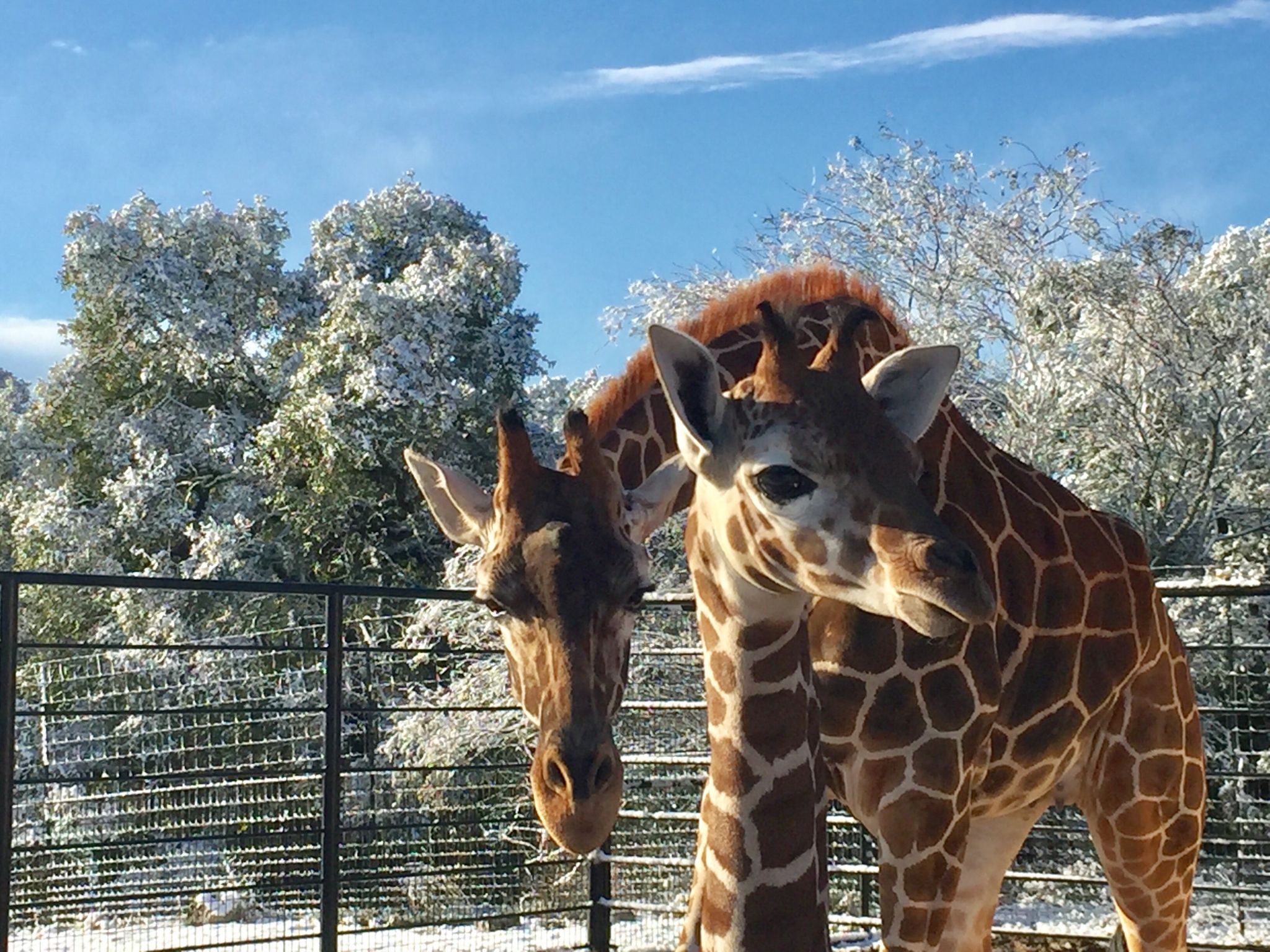 Natural Bridge Wildlife Ranch welcomes baby giraffe with a very special ...