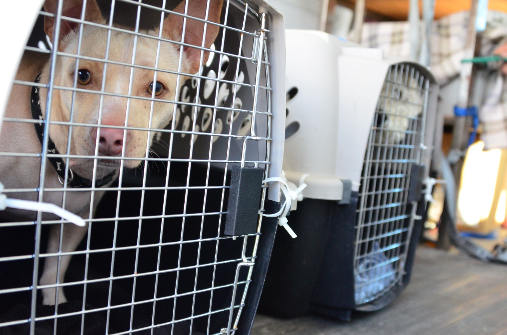 Dozens of animals arrive at Marin Humane as SoCal shelter makes room ...