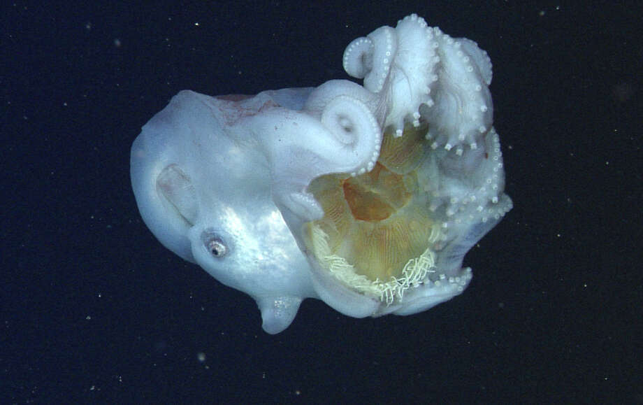 Monterey Bay submarine captures macabre meals of our deep-sea neighbors ...