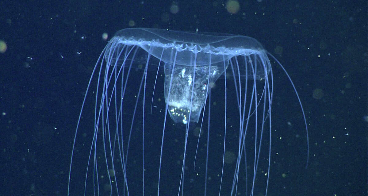 Monterey Bay submarine captures macabre meals of our deep-sea neighbors