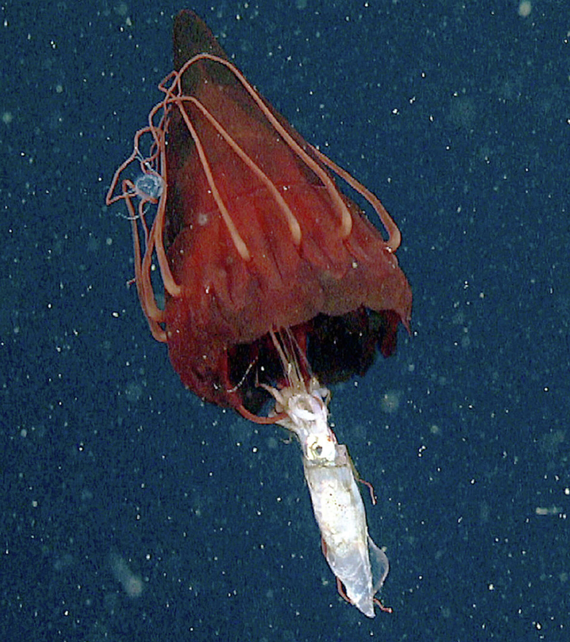 Monterey Bay submarine captures macabre meals of our deep-sea neighbors