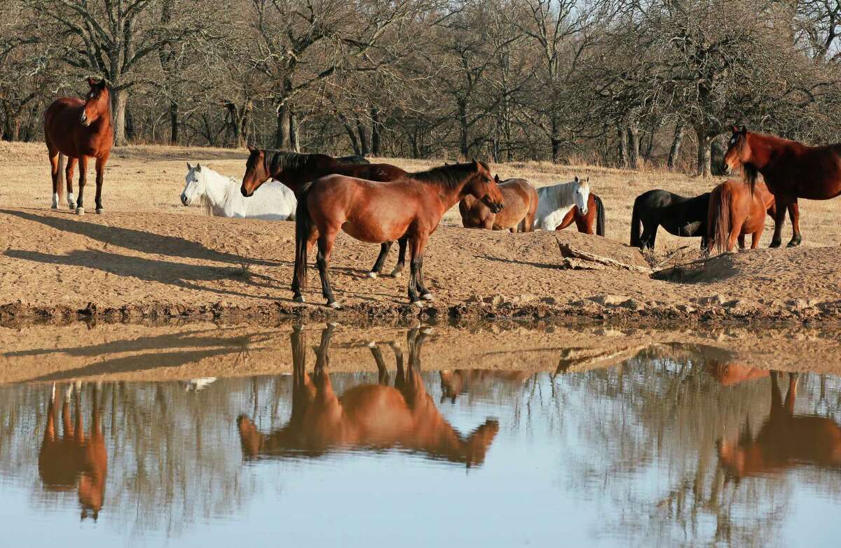 Oklahoma ranch offers up-close look at wild horses