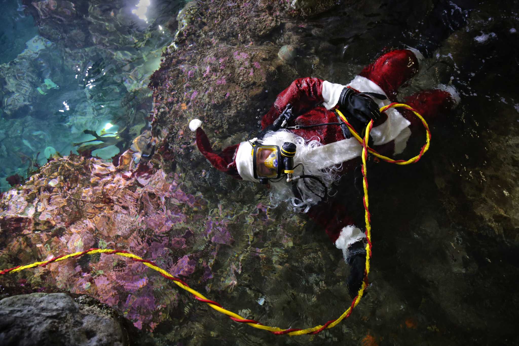 Scuba Santa dives at the Seattle Aquarium