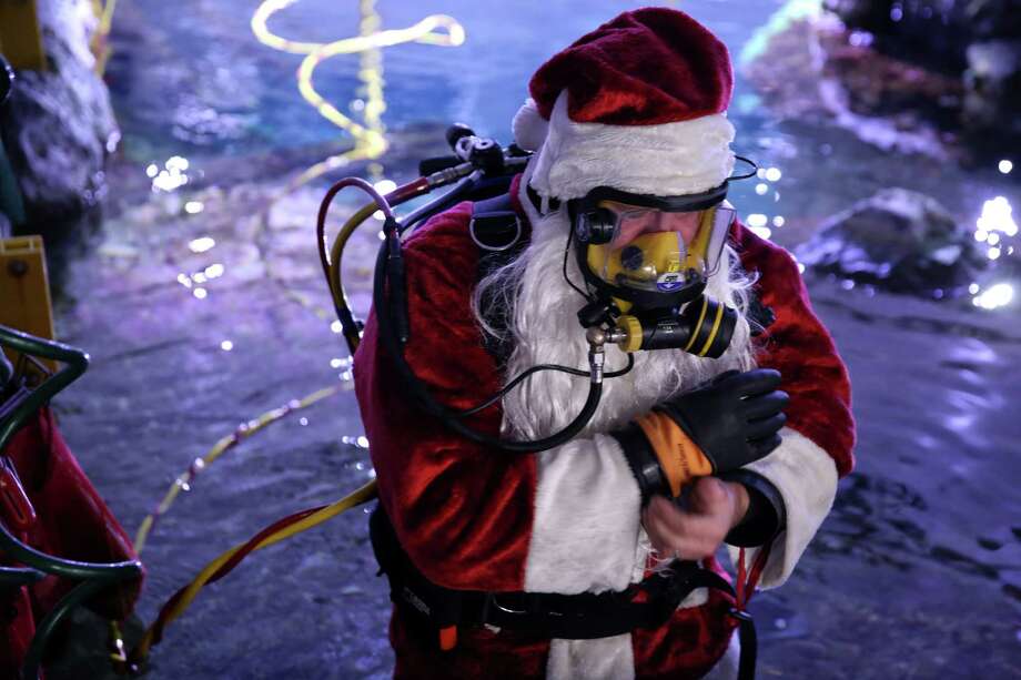 Scuba Santa dives at the Seattle Aquarium - seattlepi.com