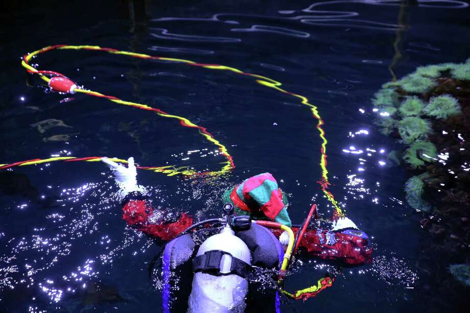 Scuba Santa dives at the Seattle Aquarium - seattlepi.com