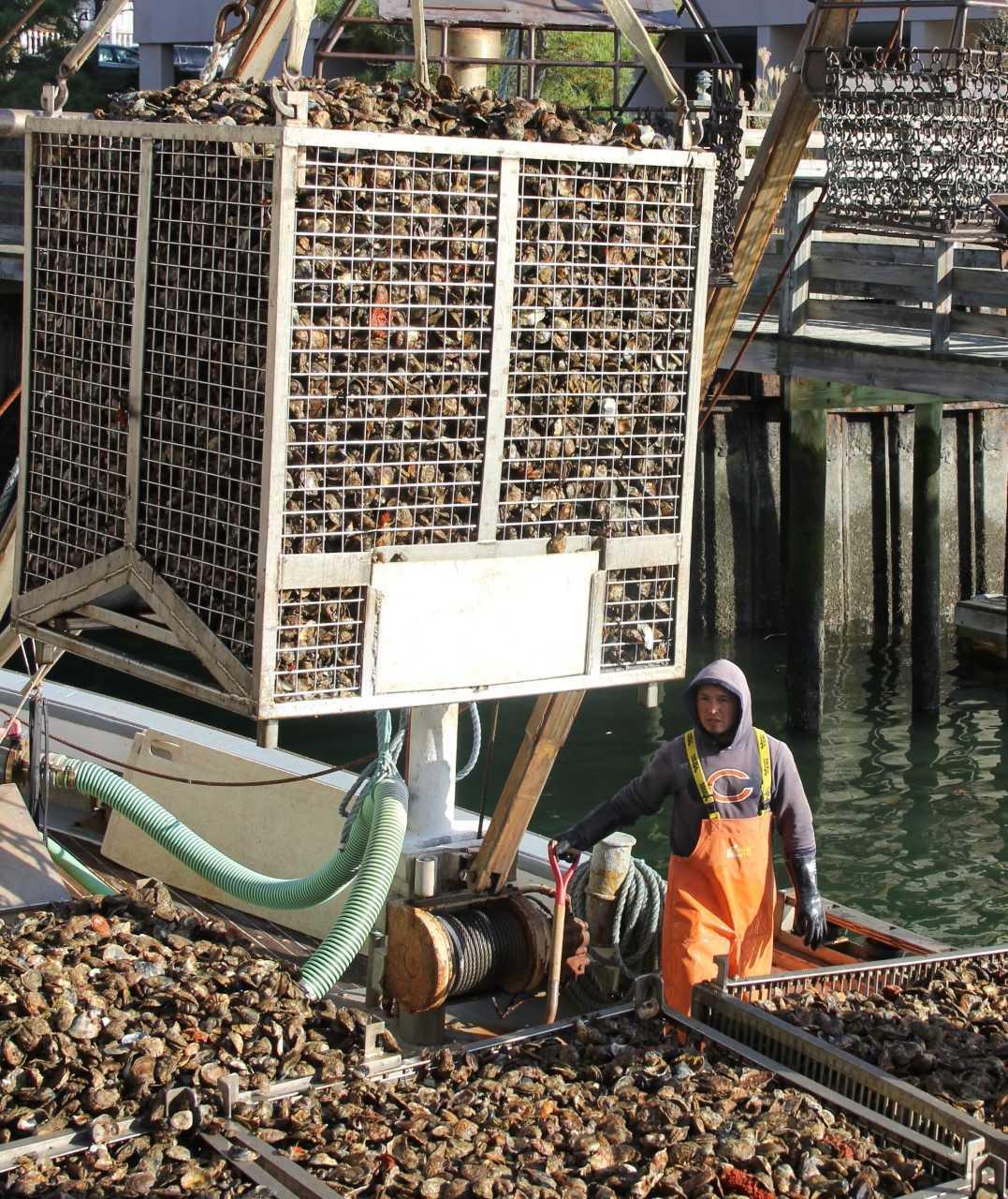 Connecticut’s shellfish industry is bouncing back