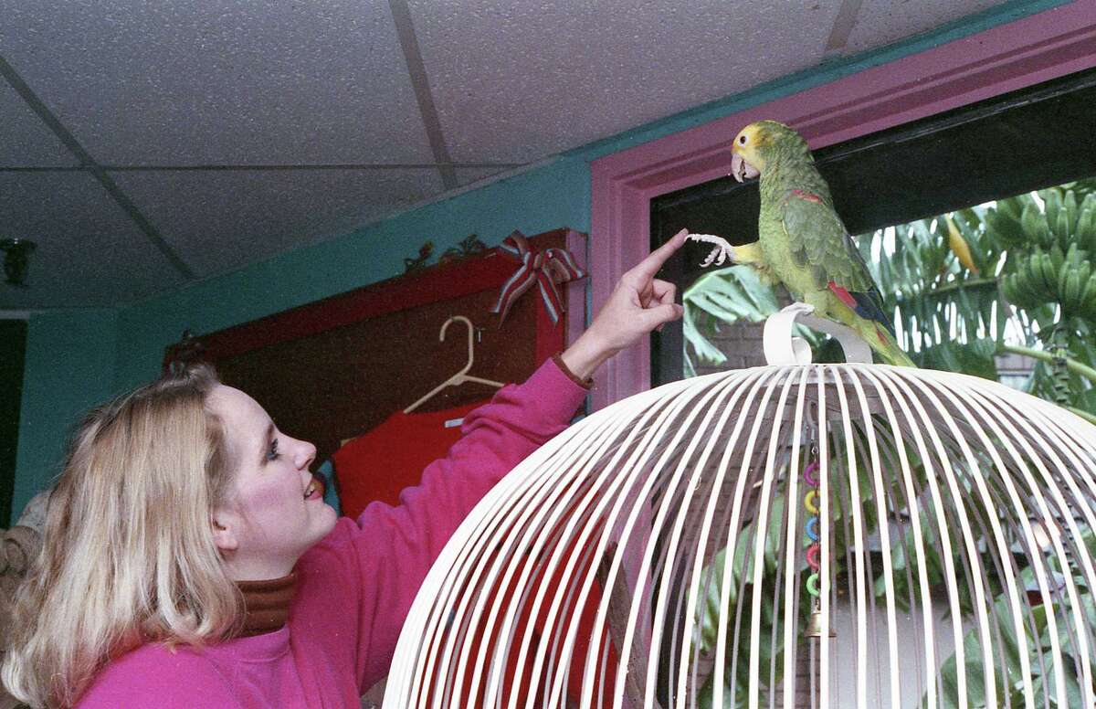 30 years ago: The case of the missing parrot, Alice Cooper, retirement ...