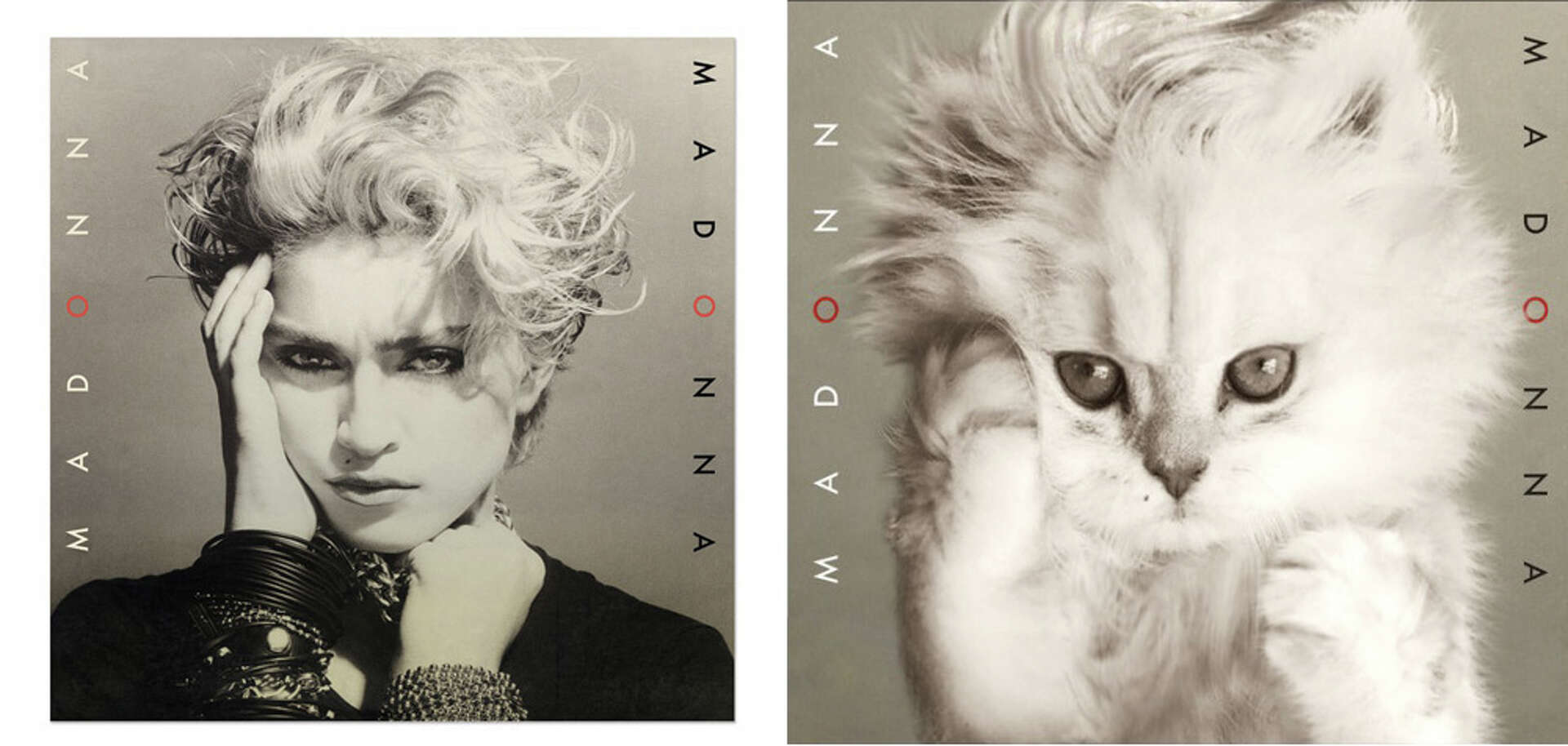 20 iconic rock album covers hijacked by cute kittens