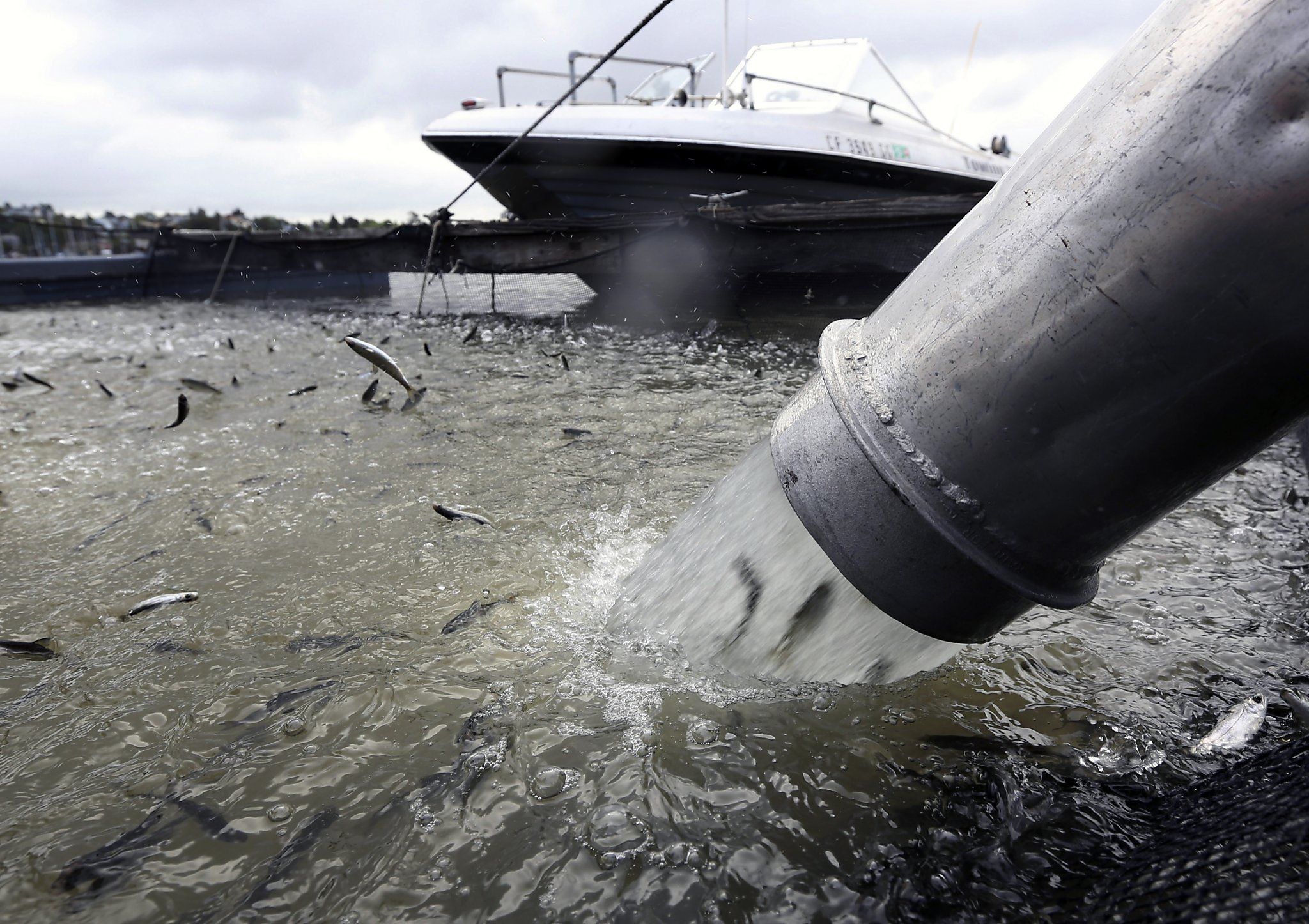 Some salmon left to fish around for spawning ground