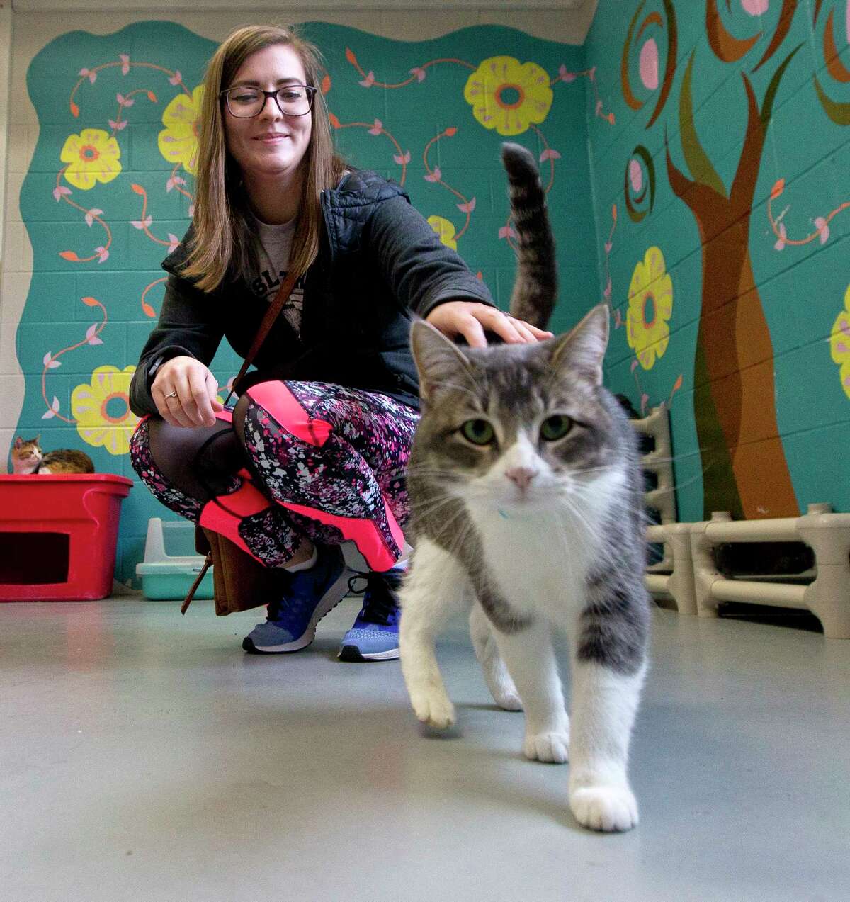 Holidays and microchips help Conroe, Montgomery County animal shelters