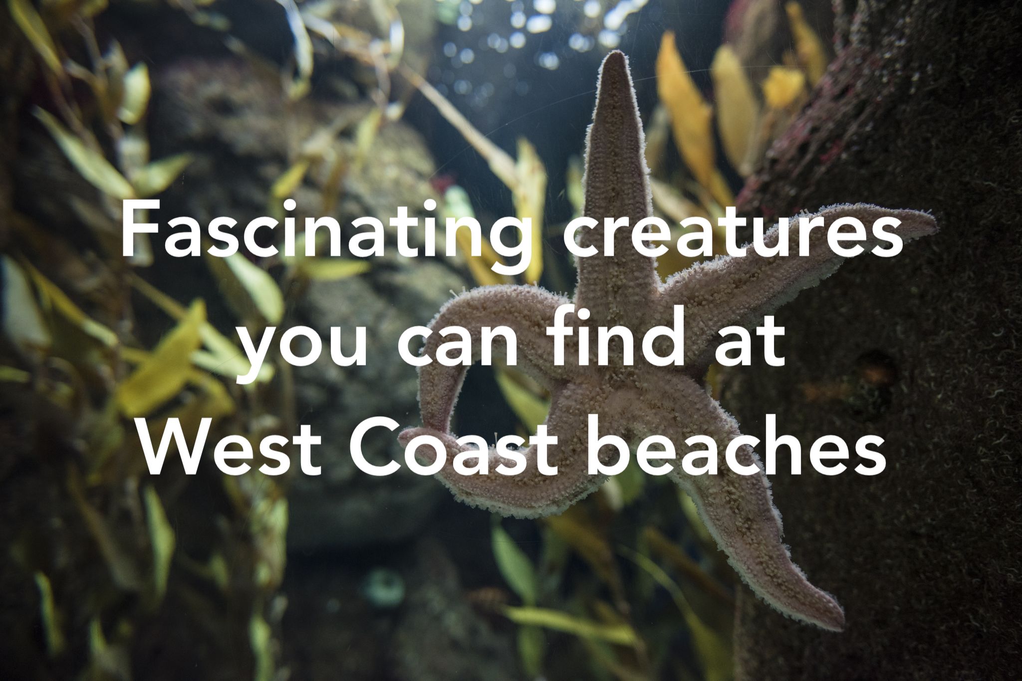 Inside science sea creatures