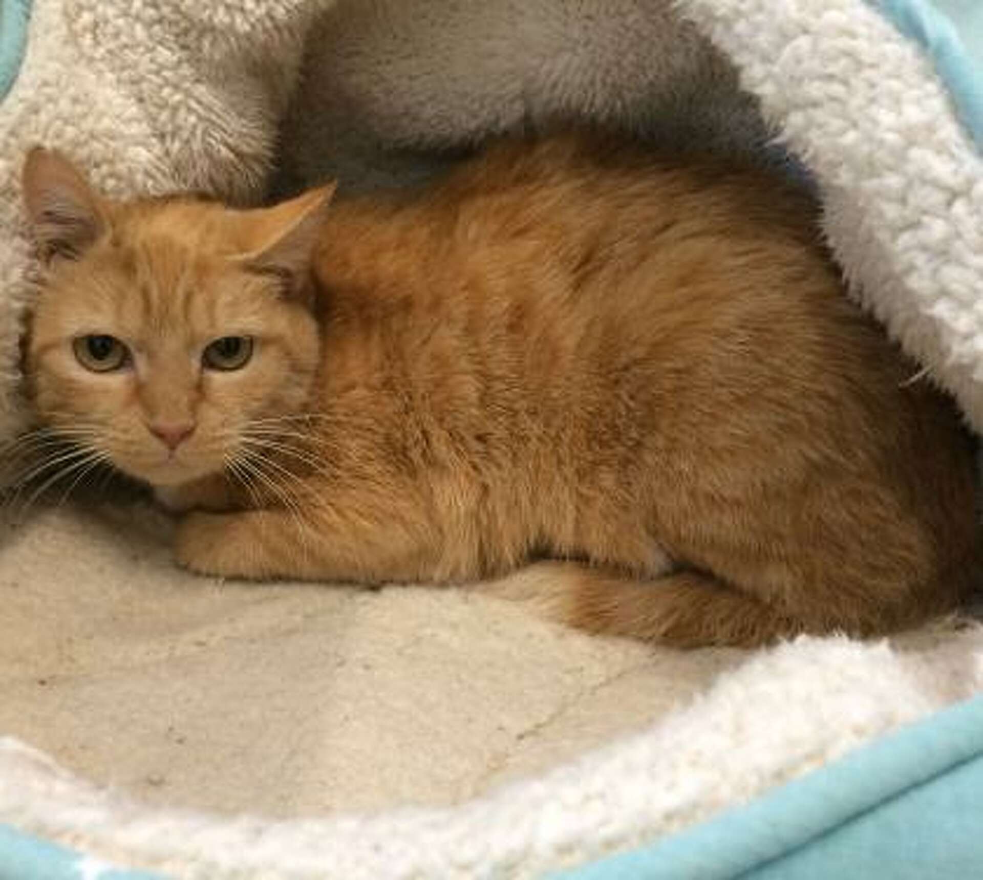 Photos: Adoptable pets at the Mohawk Hudson Humane Society
