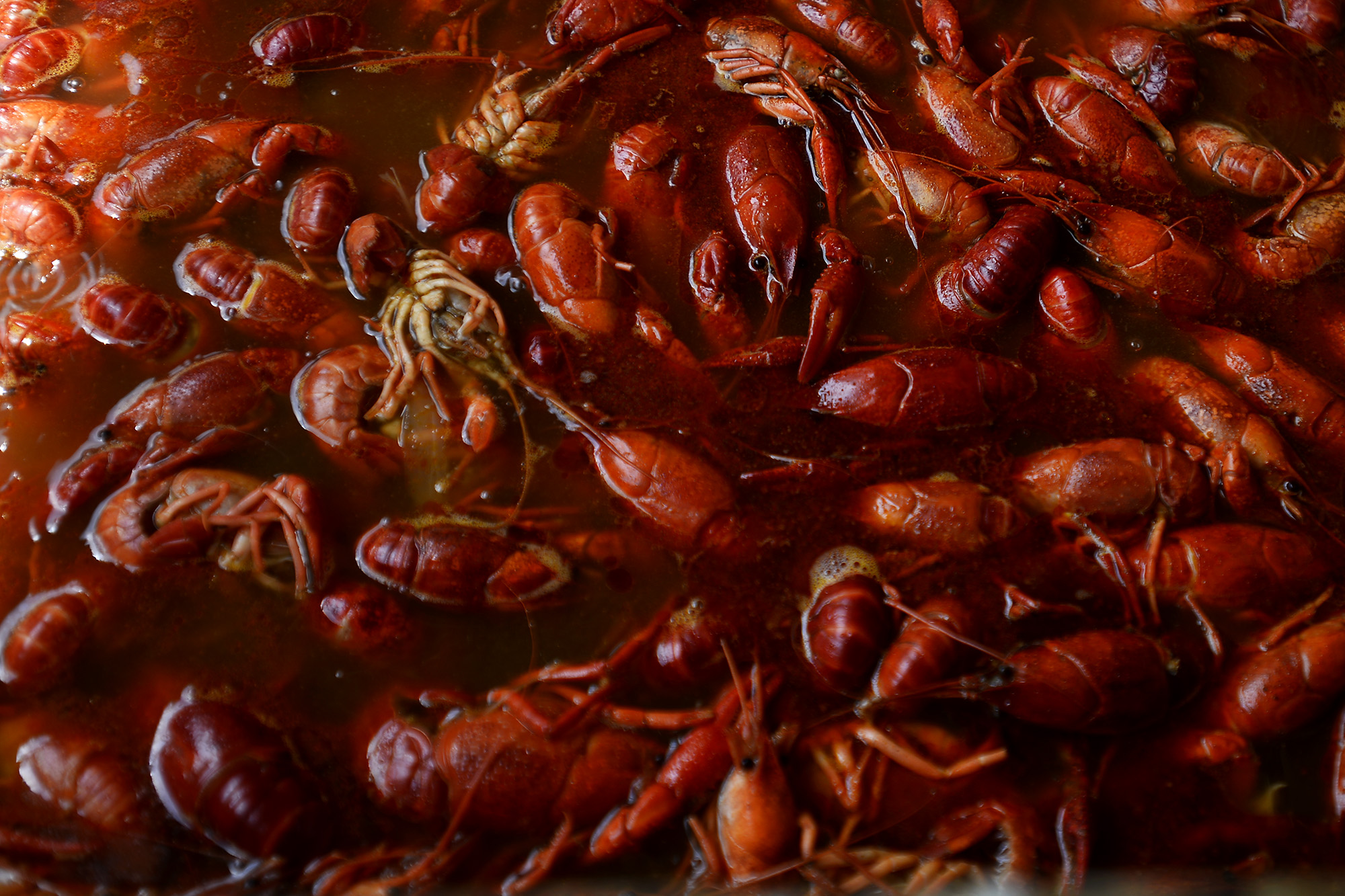 Harvey, cold weather may shorten crawfish season