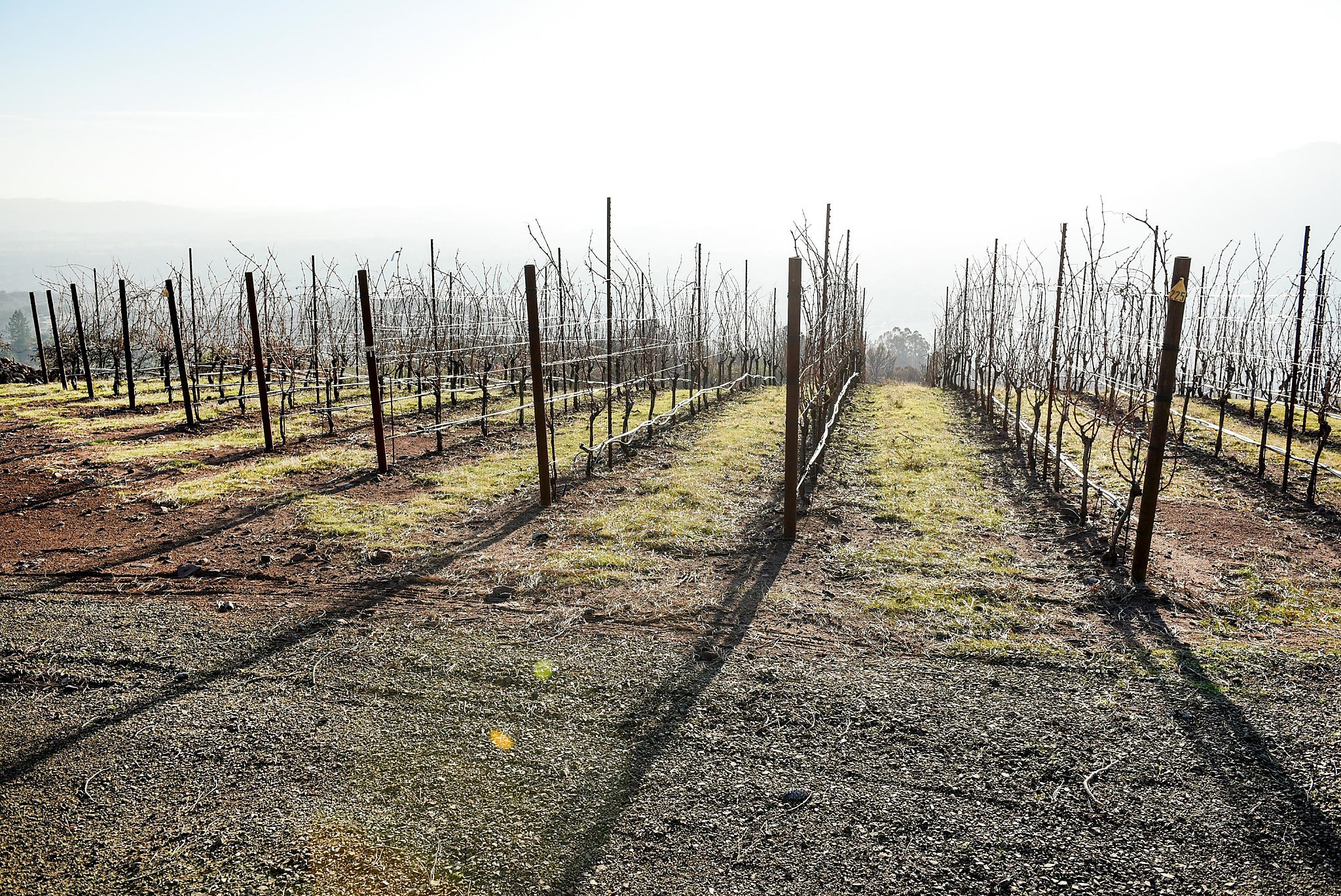 Months after Wine Country fires, damaged vineyards face uncertainty