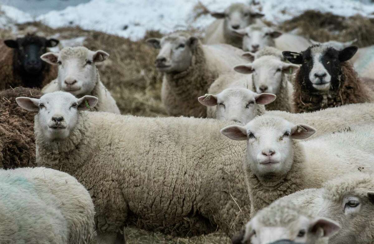 Area farms carve grass-fed, pasture-raised meat niche