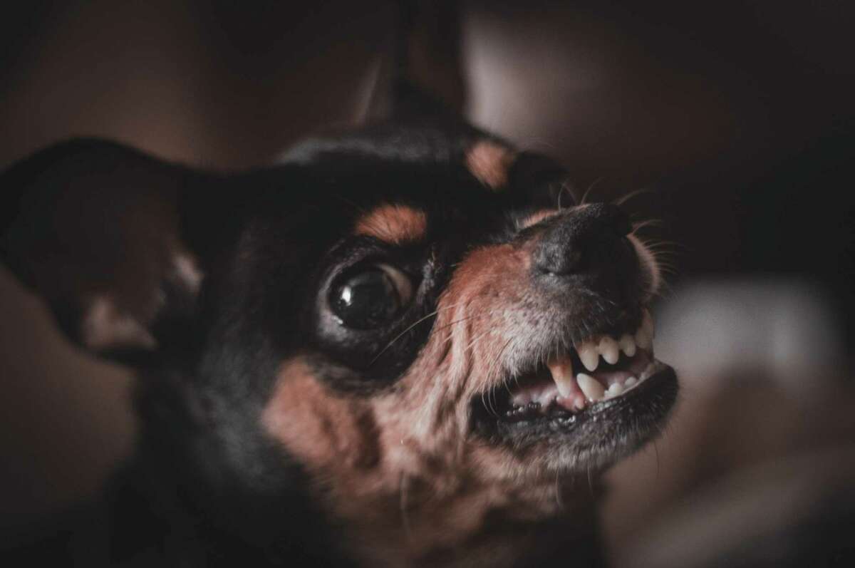 The top signs your dog is stressed