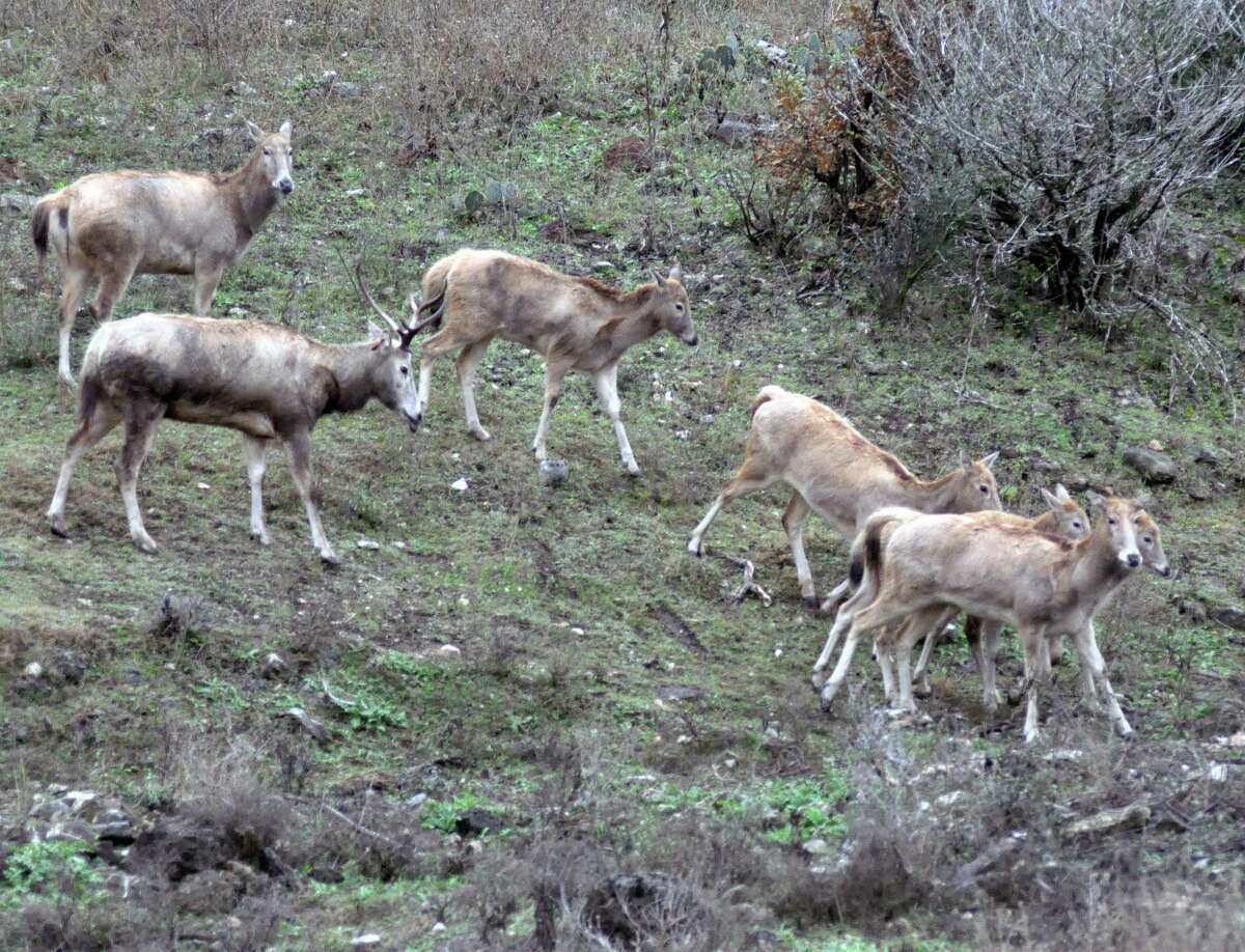 How hunting rare, exotic animals in Texas increases their value