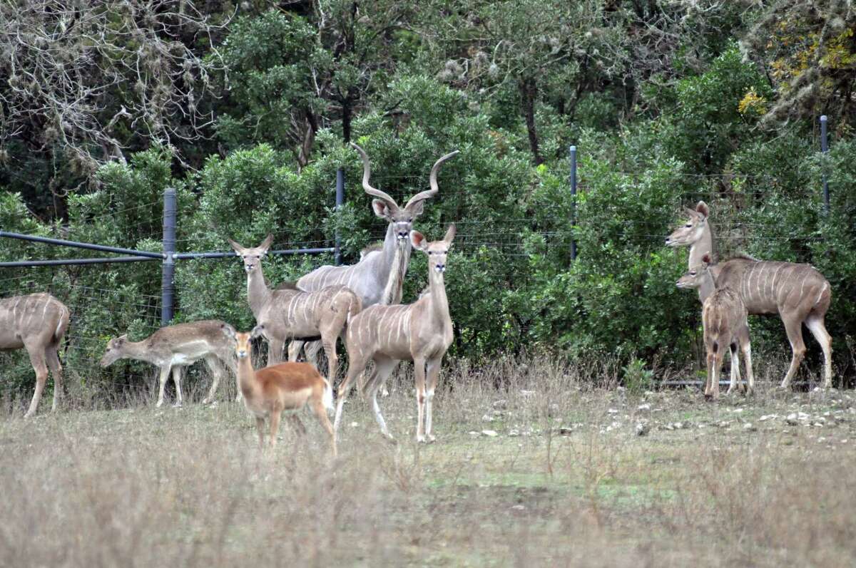 How hunting rare, exotic animals in Texas increases their value