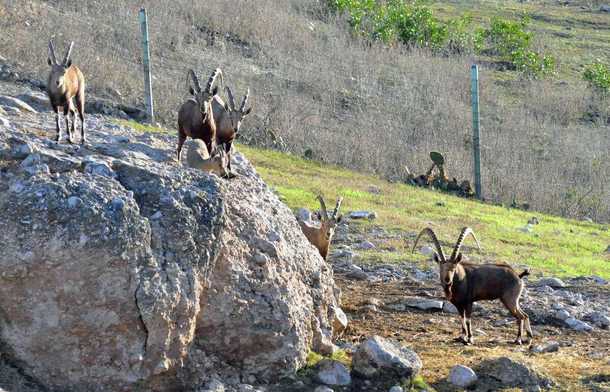 How hunting rare, exotic animals in Texas increases their value