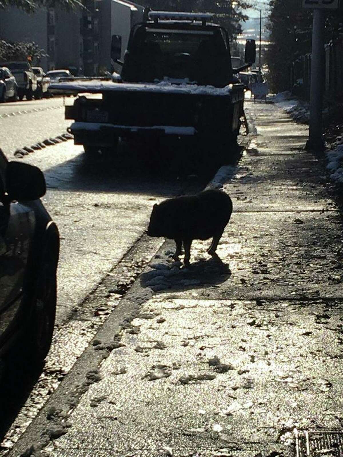 Runaway pig repeatedly gives Tukwila cops the slip Runaway pig repeatedly gives Tukwila cops the slip