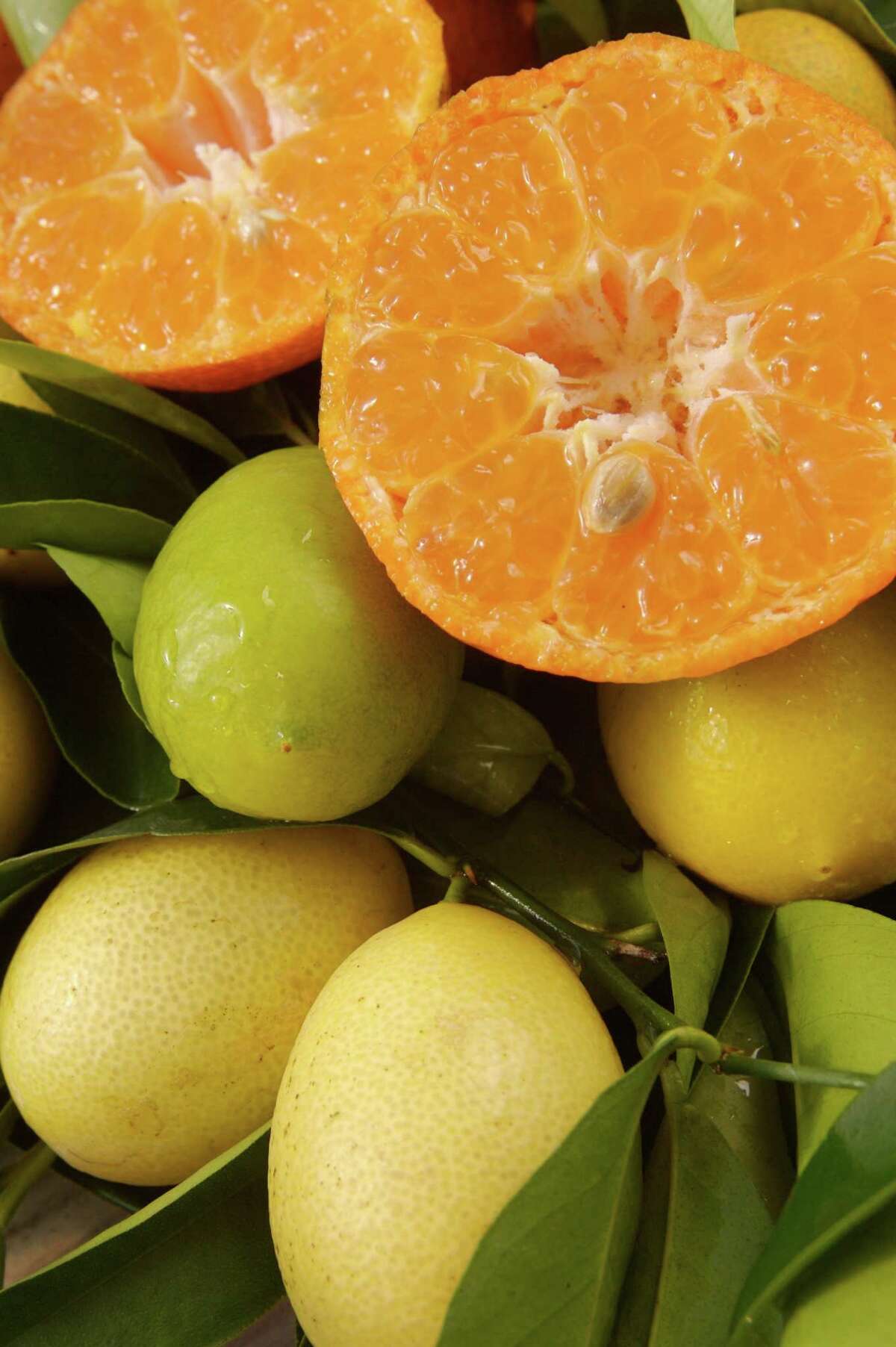 Urban Harvest hosts fruit tree sale in time for planting in Houston