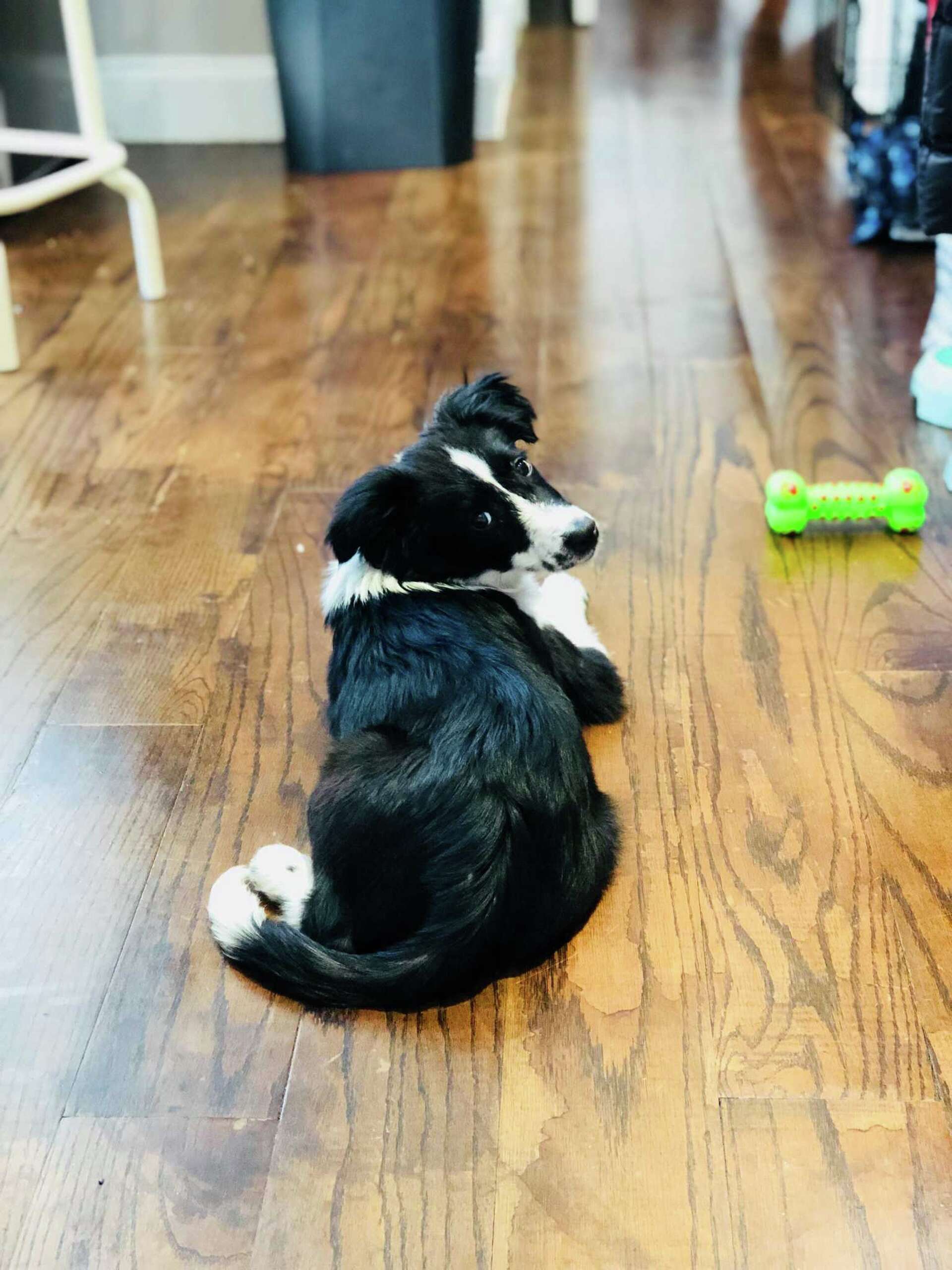 Santa Rosa shelter dog makes his way to the Puppy Bowl, and new home