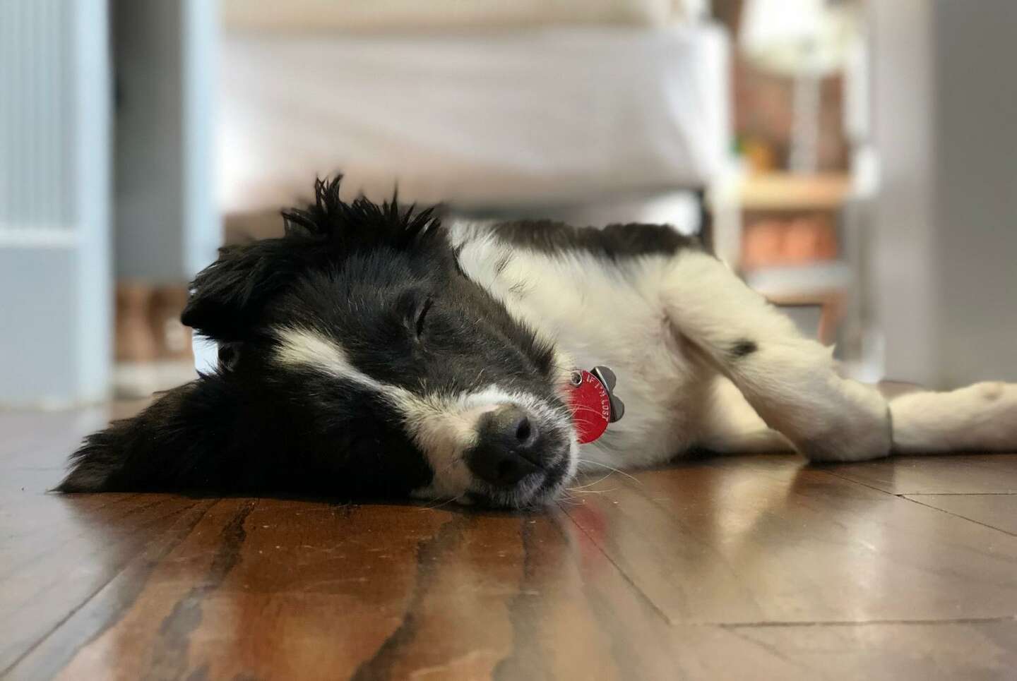 Santa Rosa shelter dog makes his way to the Puppy Bowl, and new home