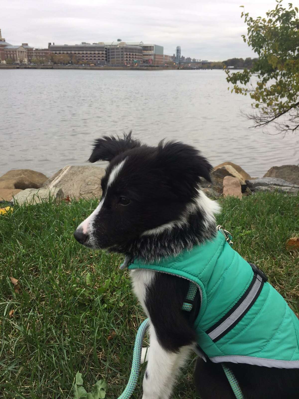 Santa Rosa shelter dog makes his way to the Puppy Bowl, and new home