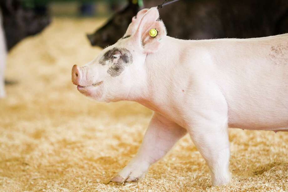 Stray pig prompts ordnance update - Plainview Daily Herald