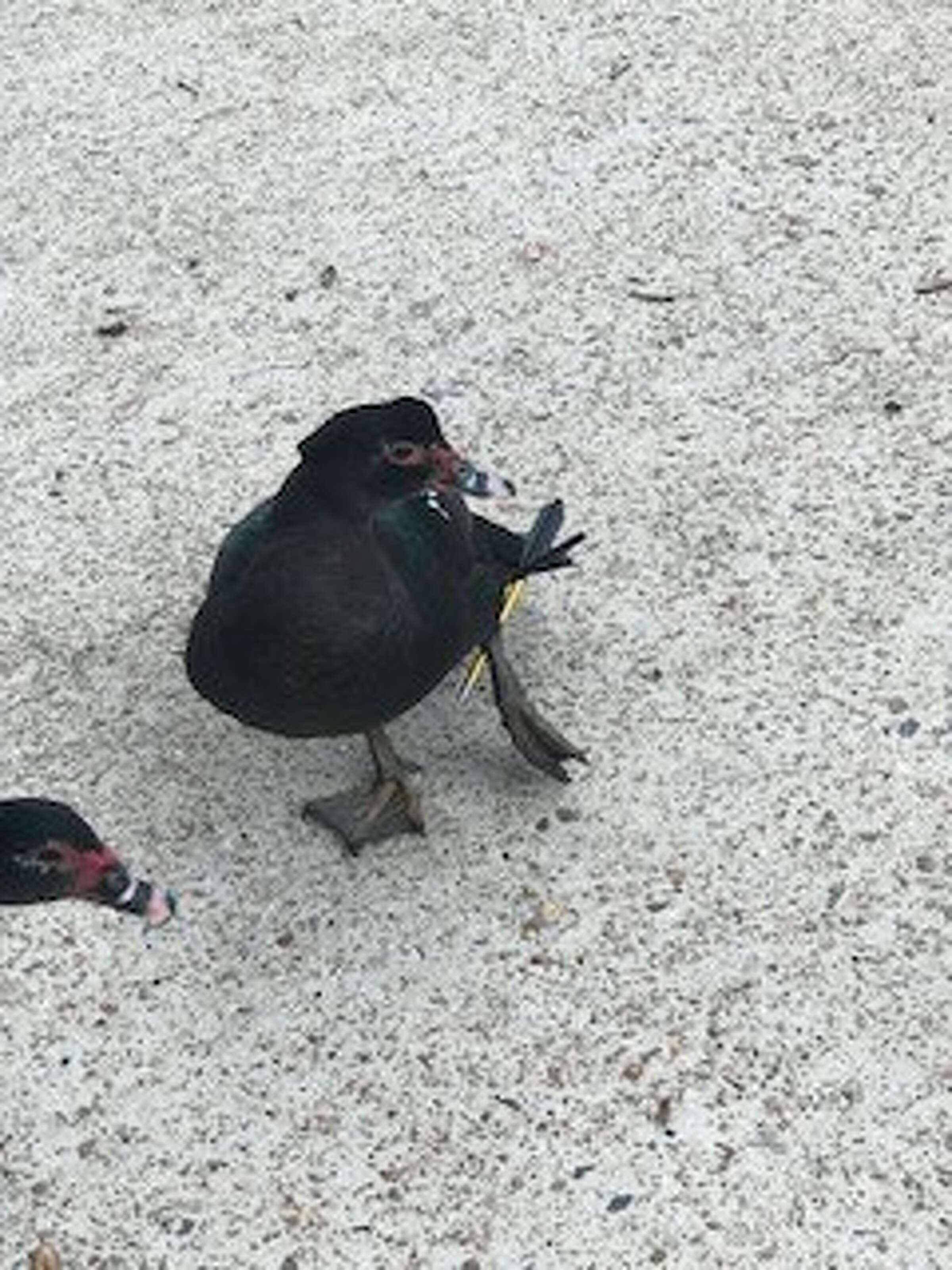 Ducks shot with arrows repeatedly in Pearland neighborhood