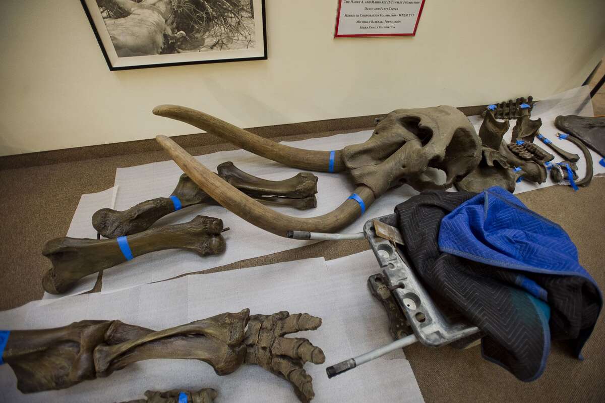 Mastodon skeleton disassembled at Center for the Arts