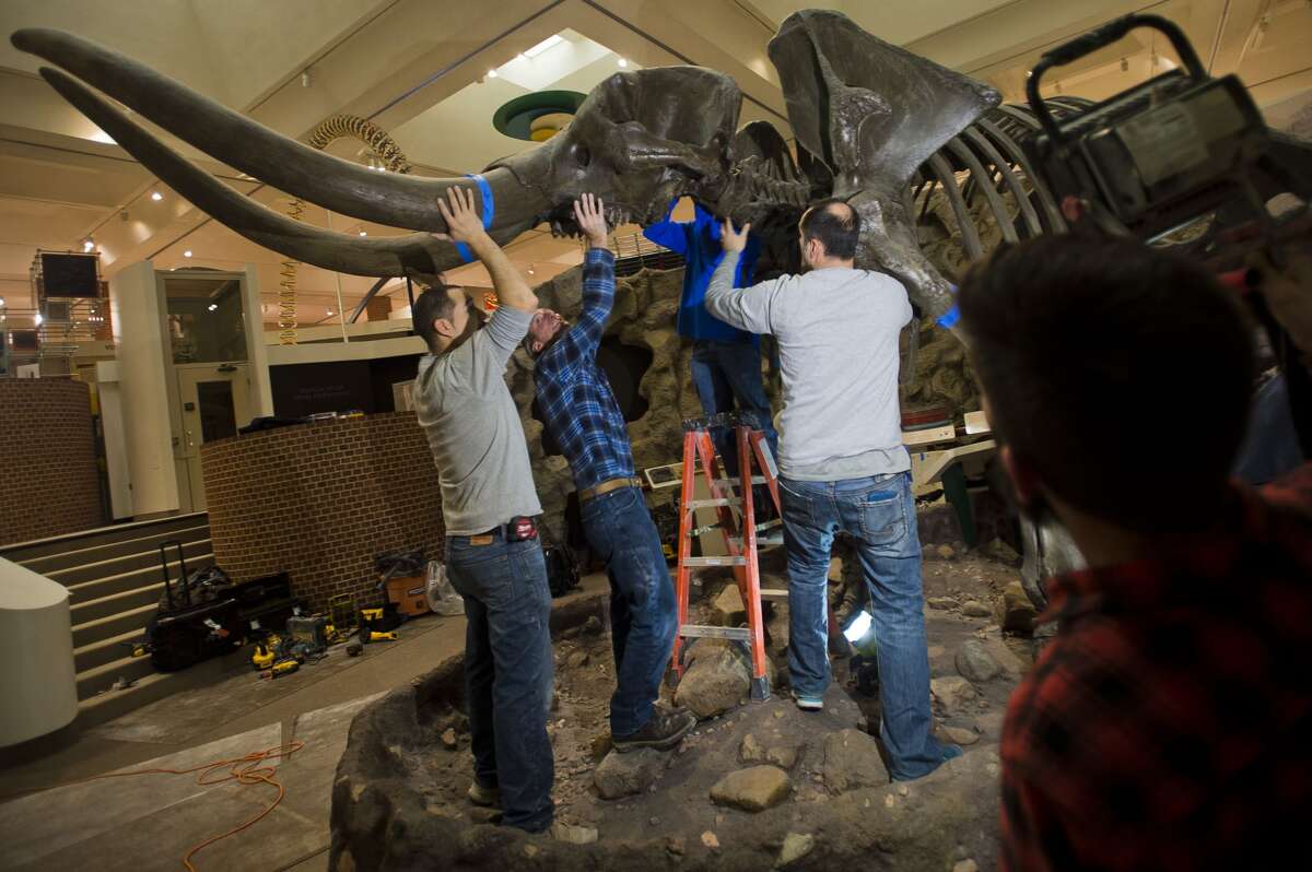 Mastodon skeleton disassembled at Center for the Arts