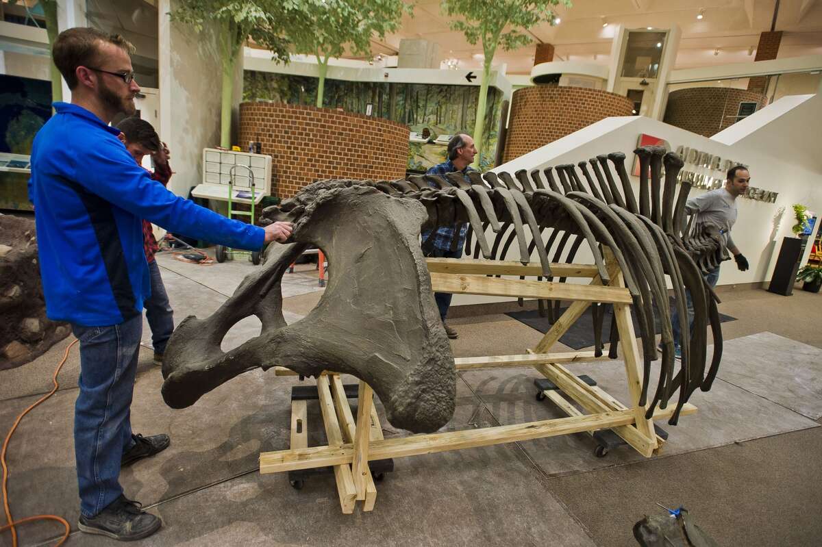 Mastodon skeleton disassembled at Center for the Arts