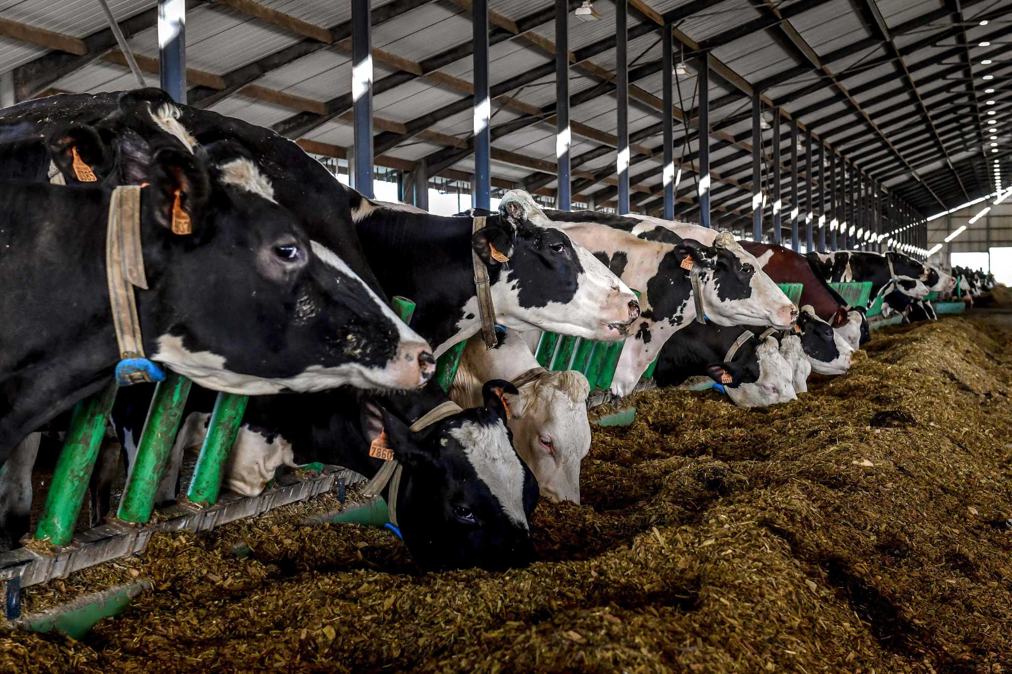 Spying cow flatulence from space may predict steak prices