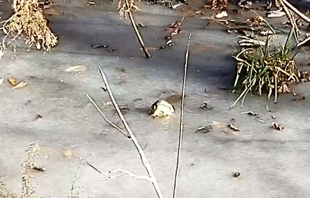 Fascinating video shows how alligators survived freezing temperatures ...