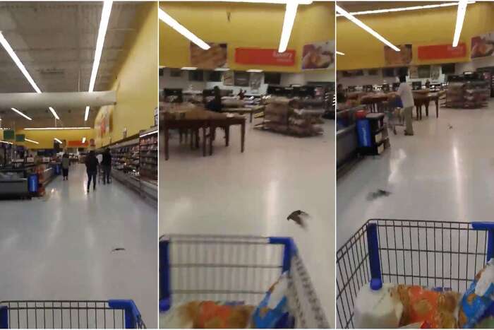 'Boiled' bats fall from the sky as heat wave grips Australia