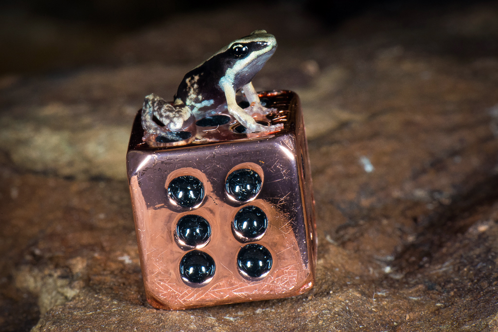 Houston Zoo unveils tiny baby frogs to the world Houston Zoo unveils tiny baby frogs to the world