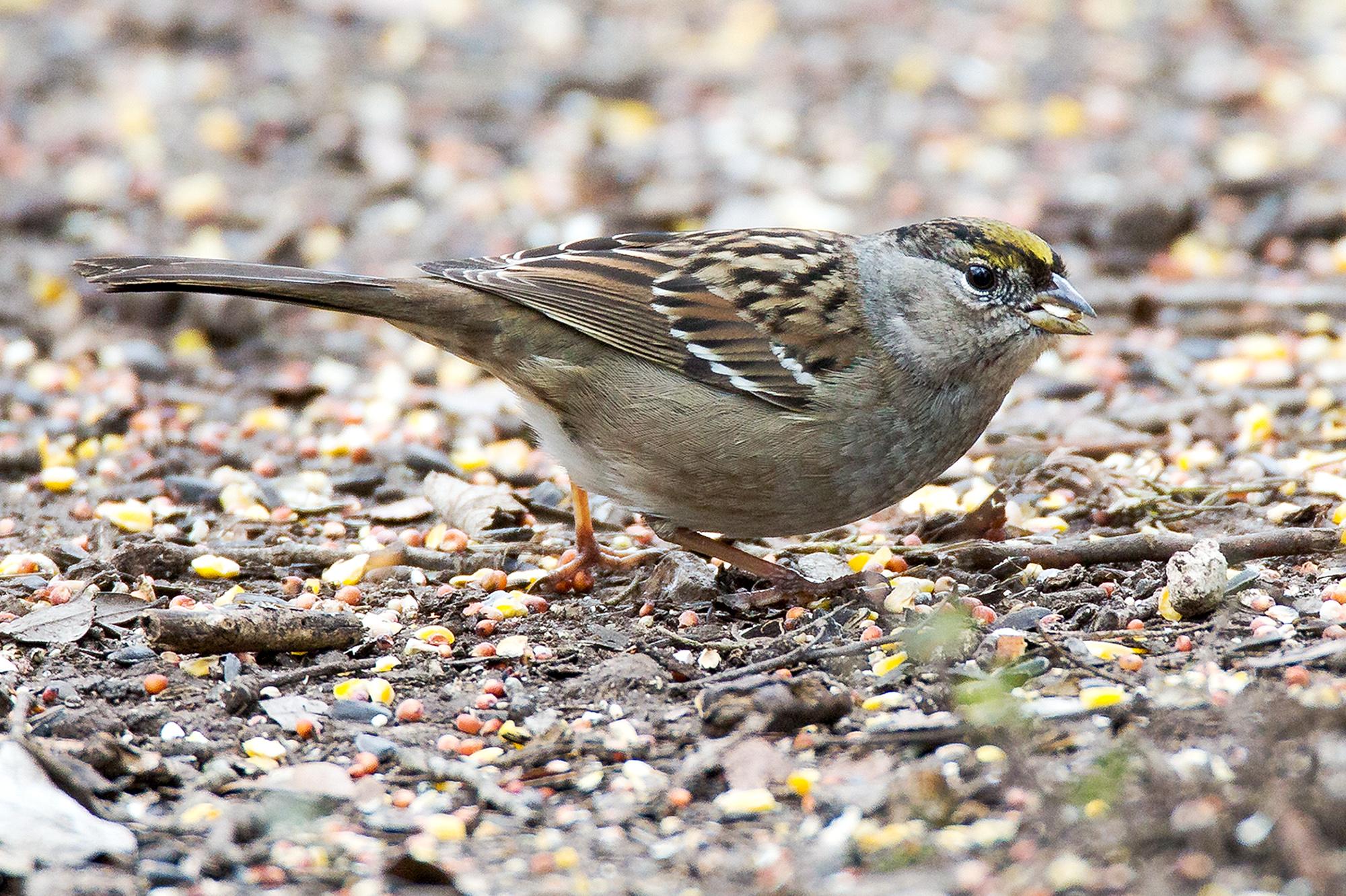Golden sparrow makes rare appearance at San Antonio area bird sanctuary