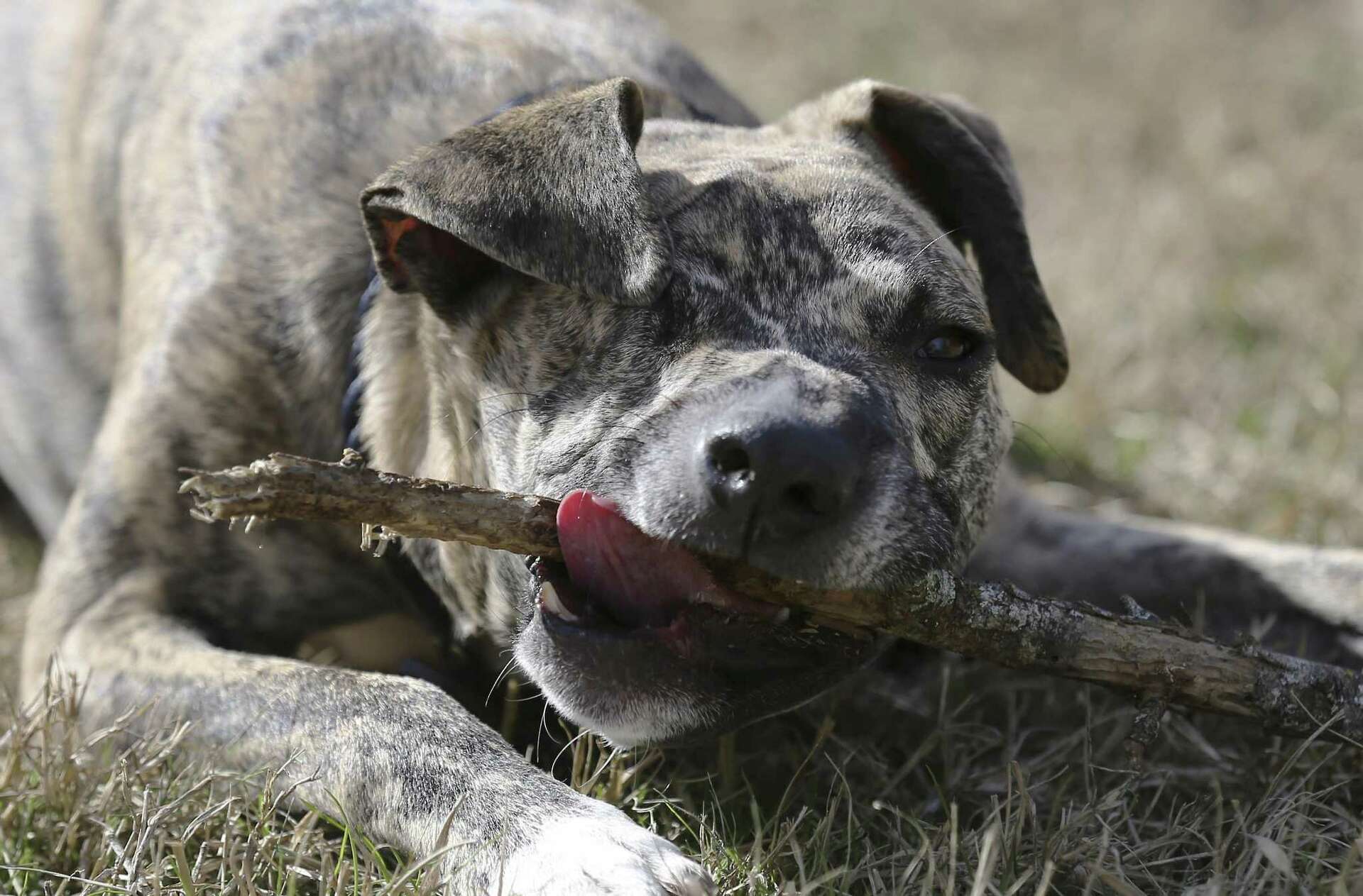 S.A. rescue dog inspires with one eye and a semicolon face