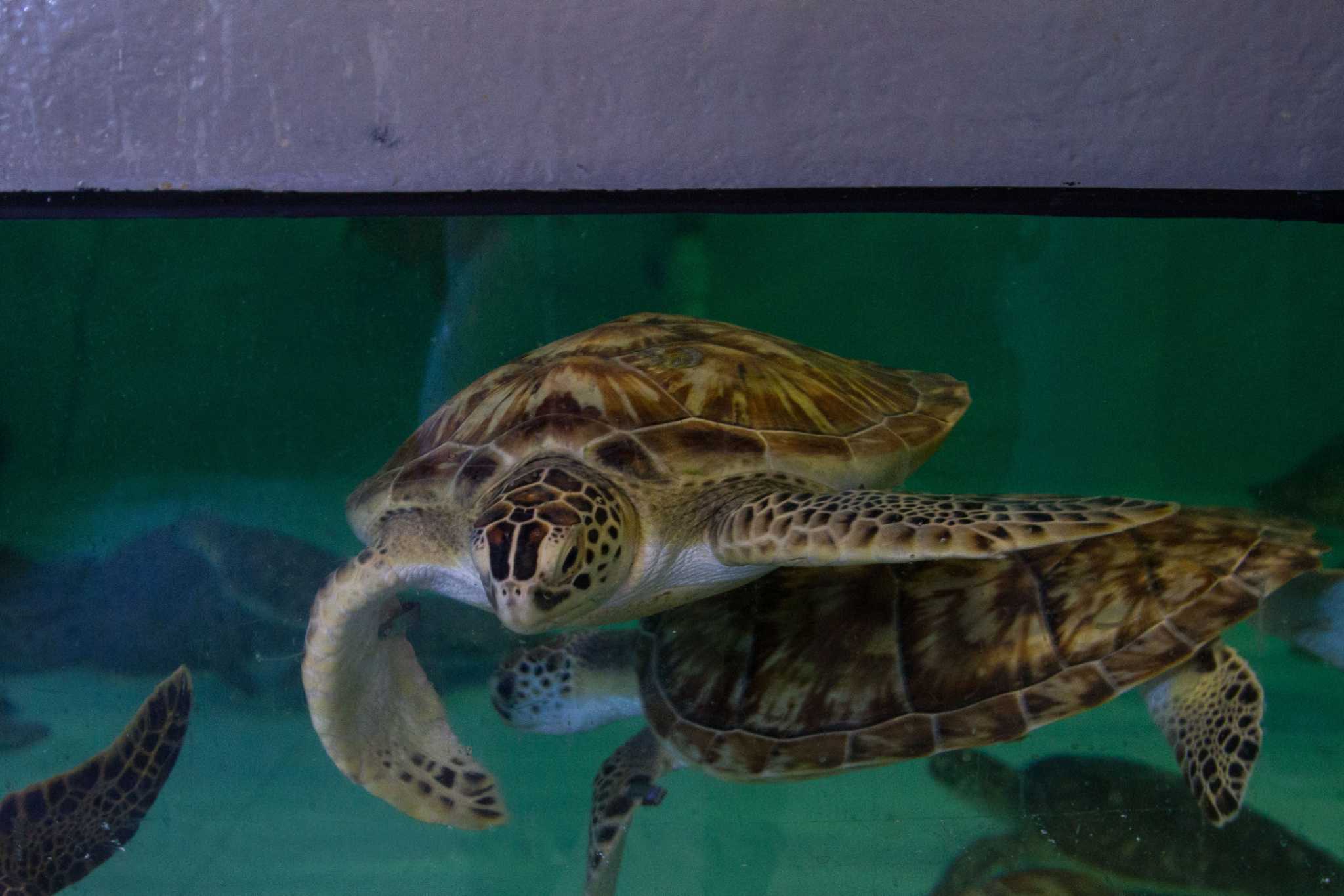Moody Gardens helps in release of cold-stunned turtles