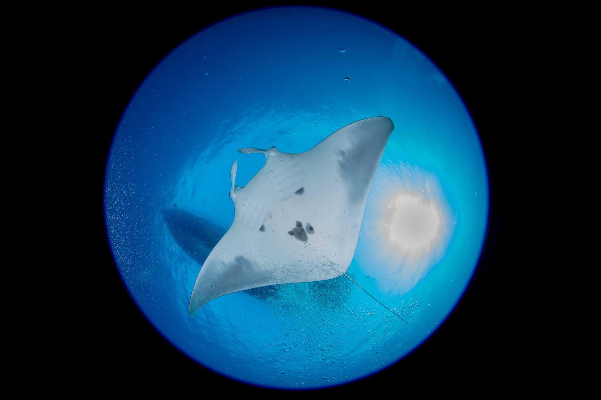 Large population of young Manta rays found at Flower Garden Banks