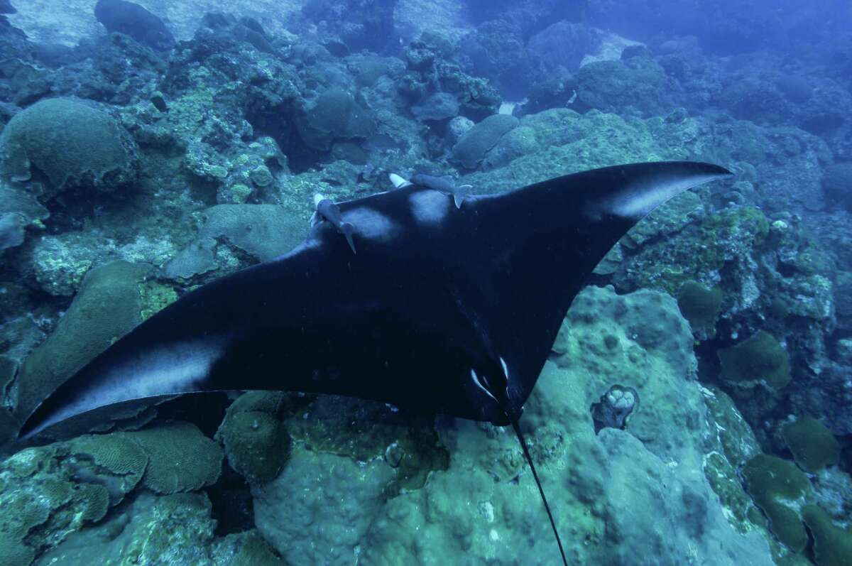 Manta rays found at Flower Garden Banks designated a threatened species