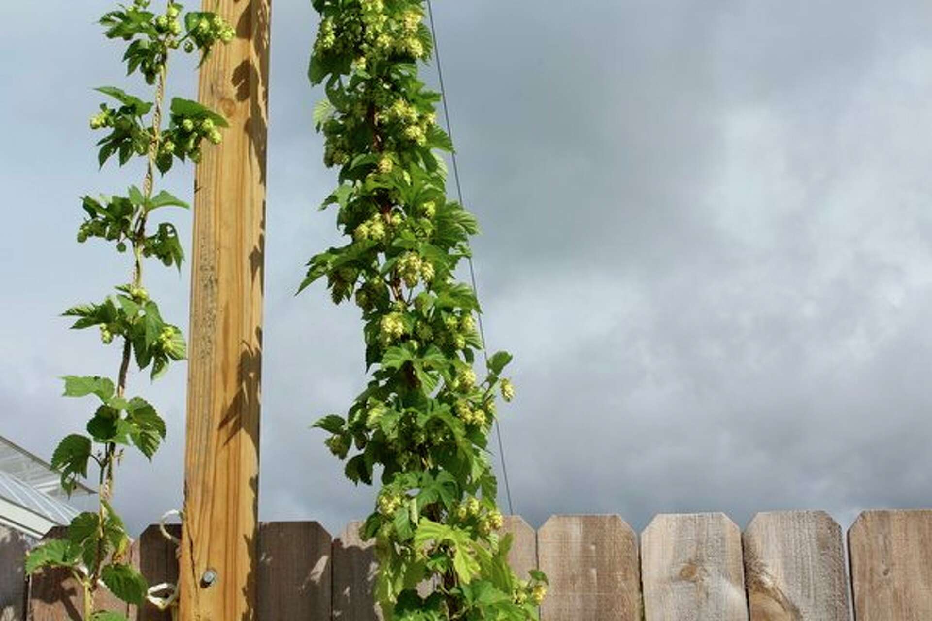 Hops is Herb of the Year for 2018