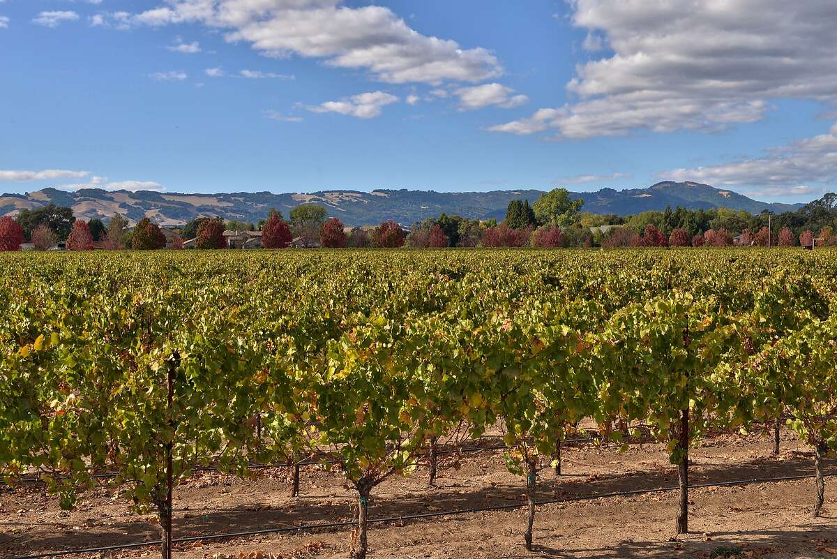 Welcoming Wine Country home includes Chardonnay vineyard