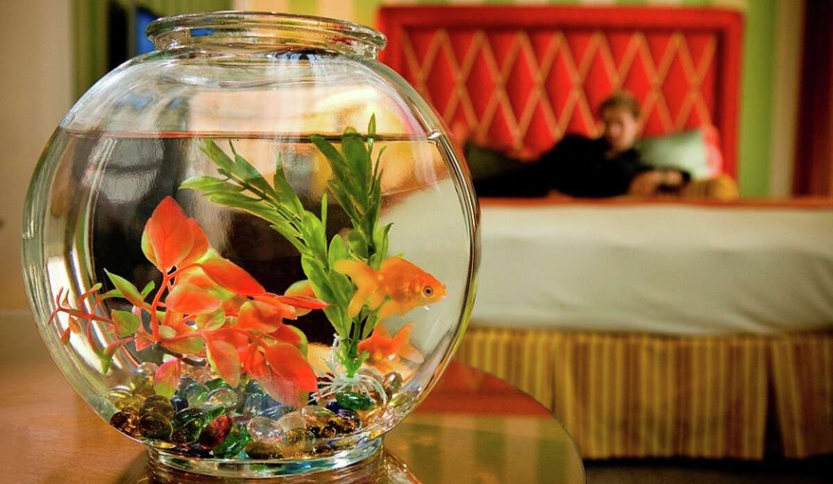 PETA pushes Kimpton to flush popular fish rental program