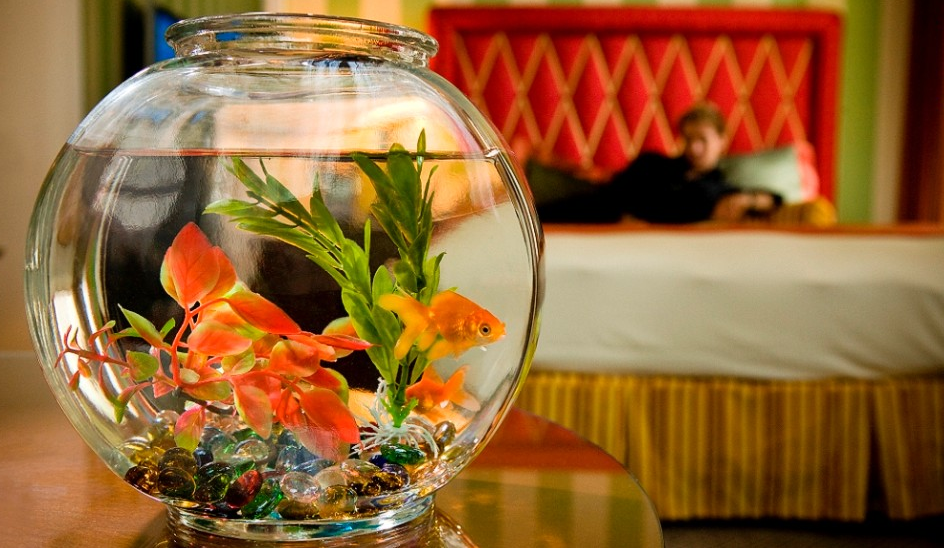 PETA pushes Kimpton to flush popular fish rental program