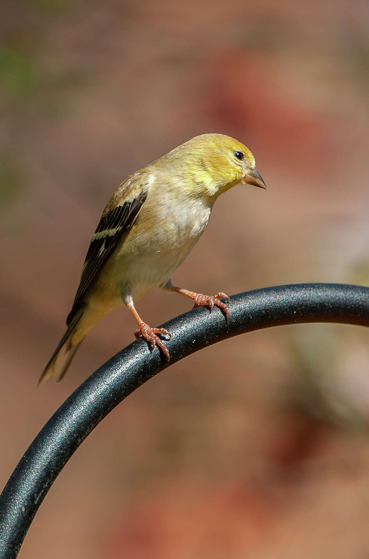 Goldfinches can portend hard freeze
