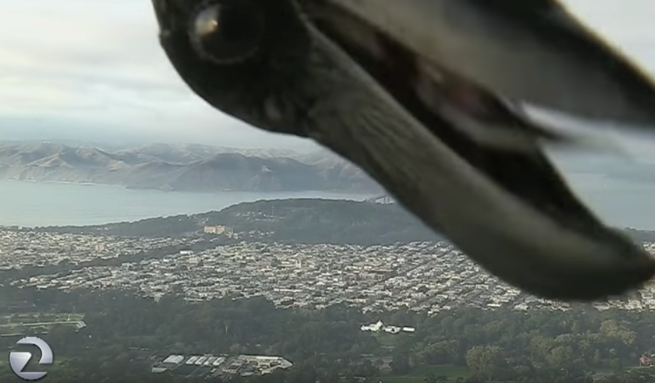 Watch this bird photobomb a KTVU weather report
