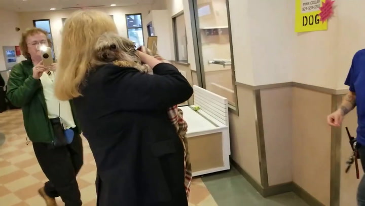 Bay Area woman united with her dog three years after he was stolen