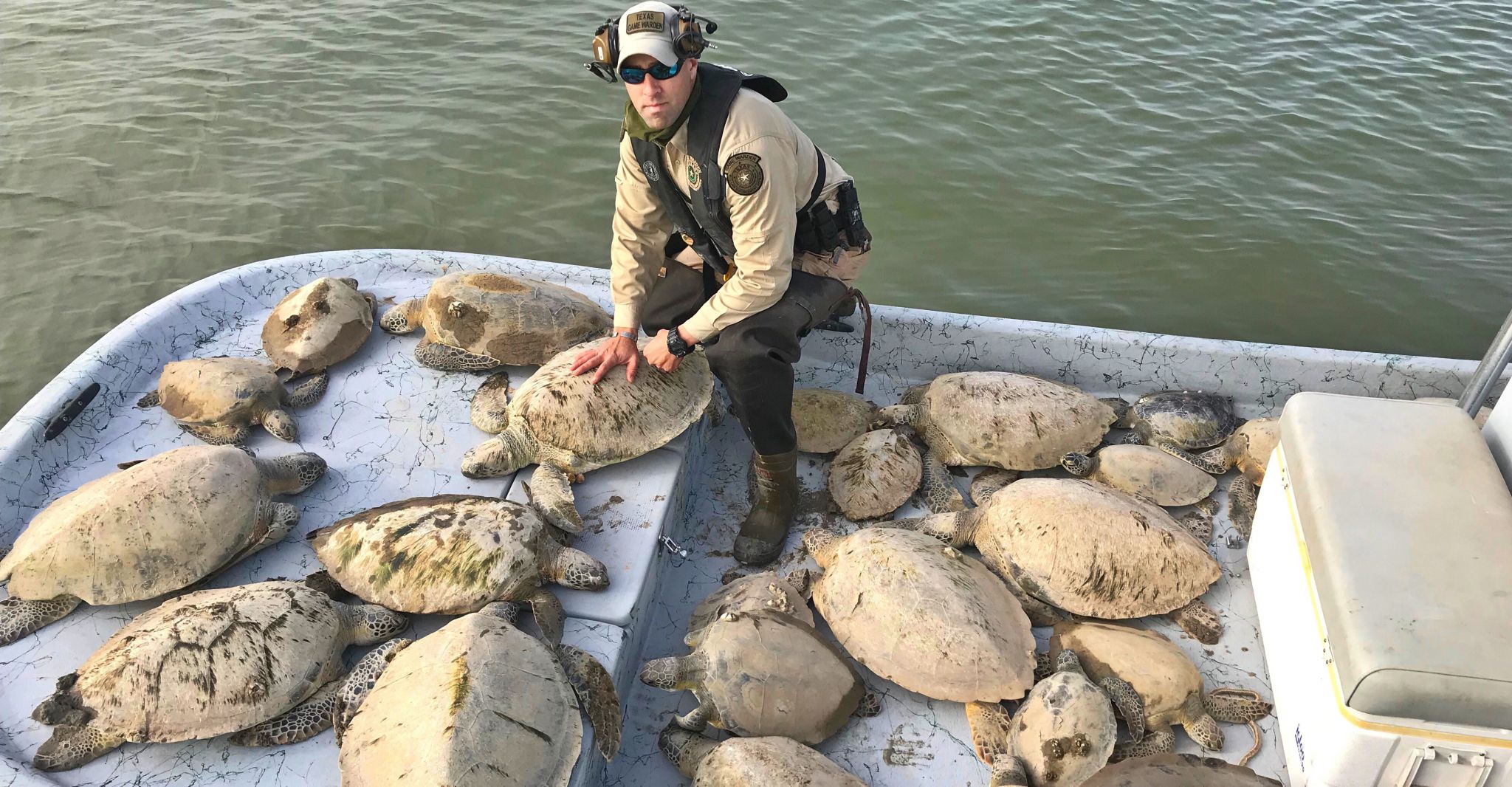 Texas' green sea turtles exhibit remarkable resiliency